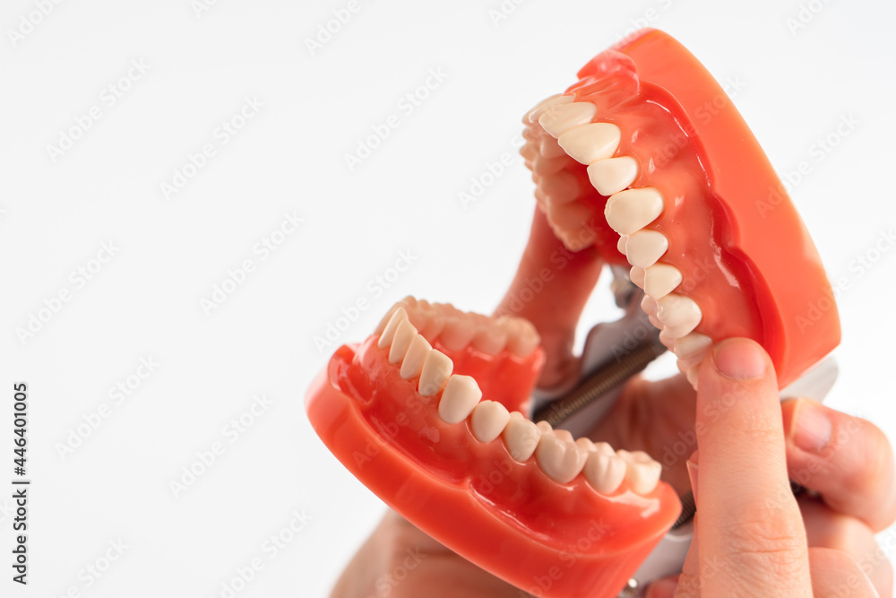 Dental health. The dentist holds a mock-up of the jaw. Place for the ...