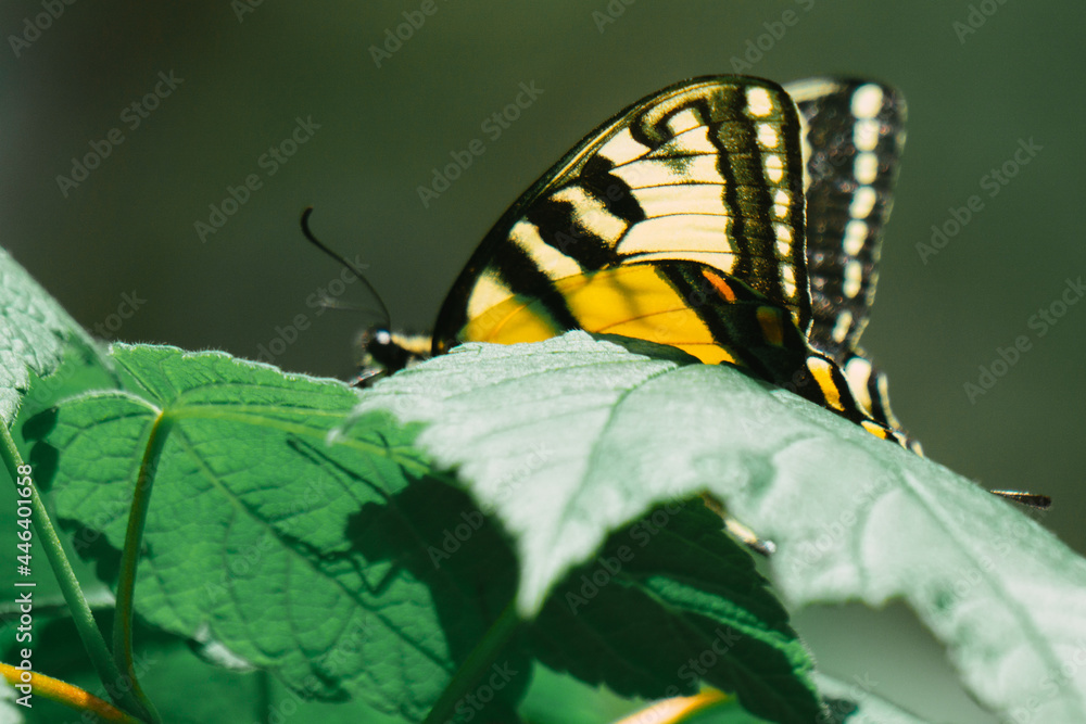 Foto de Swallowtail butterfly in Canyon des Portes de l'Enfer park ...