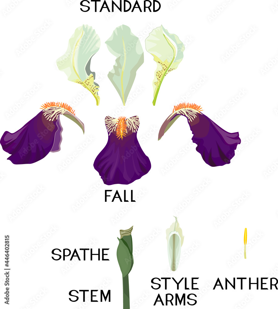 Parts of iris flower isolated on white background Stock Vector | Adobe ...