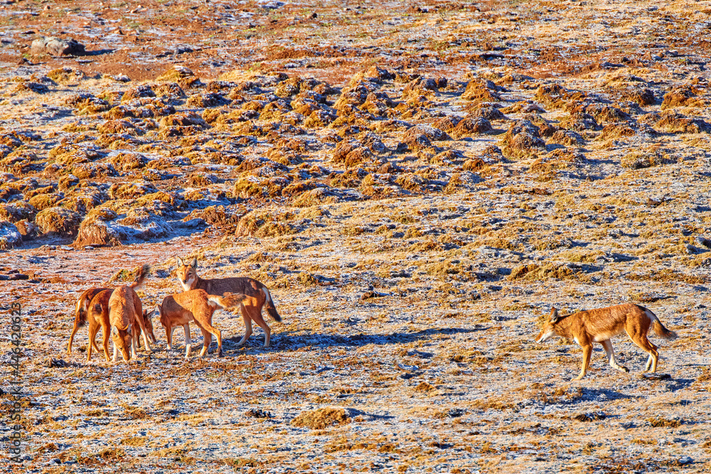 Foto de A pack of highly endangered beasts, Ethiopian wolves, Canis ...