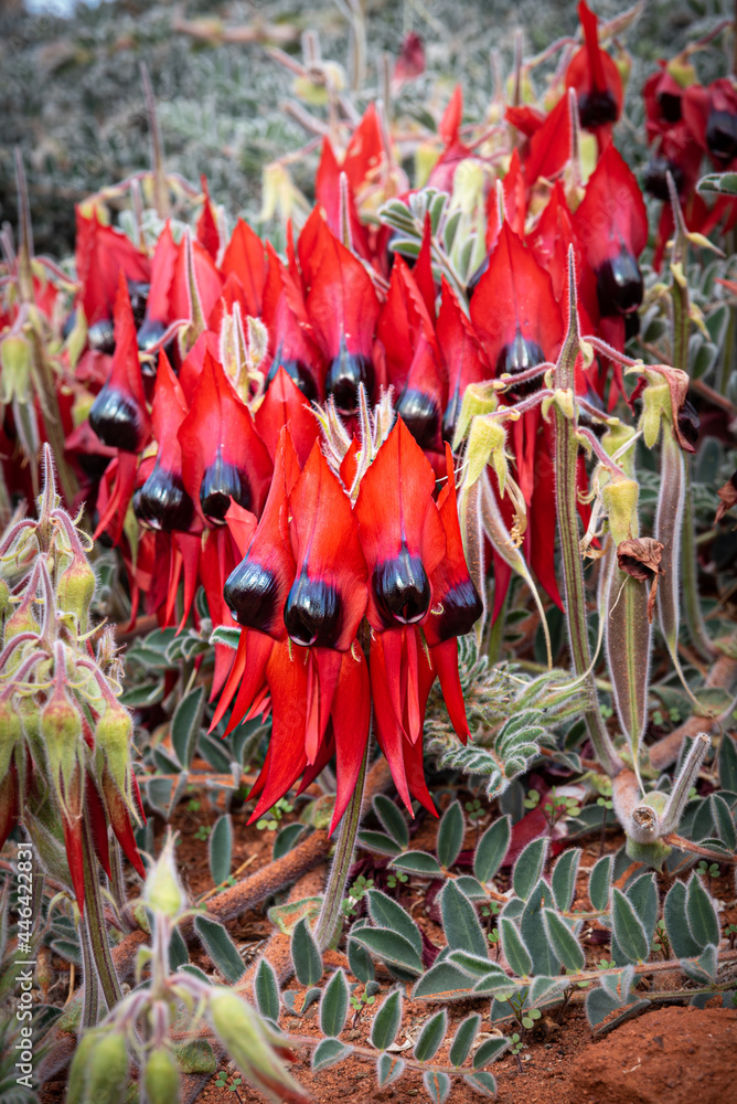 Sturt Desert Peas, growing wild in outback South Australia. Shallow ...