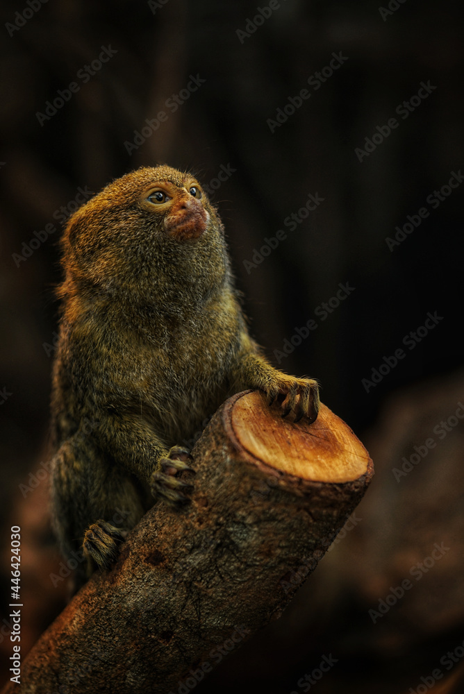 Cute Pygmy Marmoset