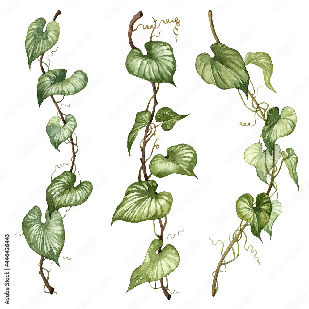 Set of watercolor hand painted liana leaves. Clip art isolated on white ...