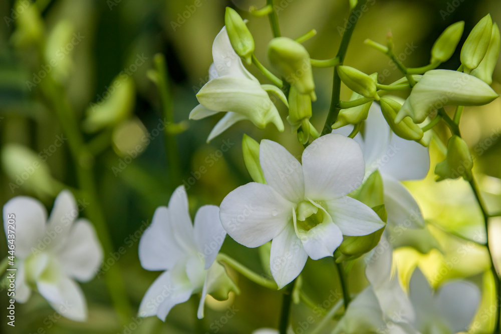 Dendrobium Memoria Princess Diana (Dendrobium Pattaya Beauty x ...