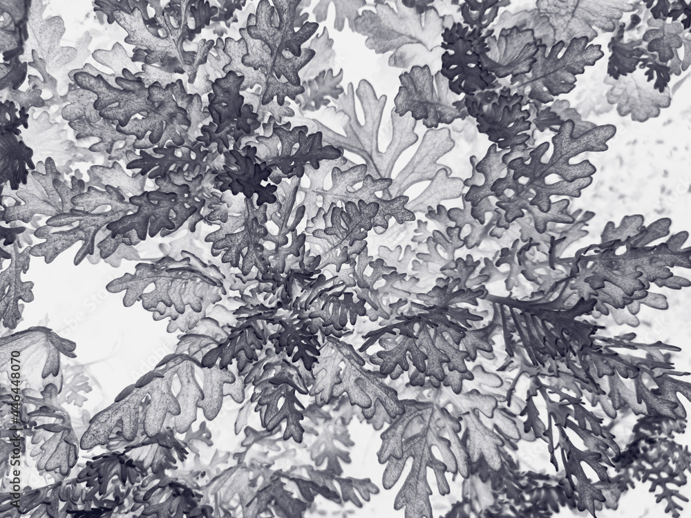 Cineraria maritima, Senecio cineraria, Dusty miller plant background ... Cineraria maritima, Senecio cineraria, Dusty miller plant background ...