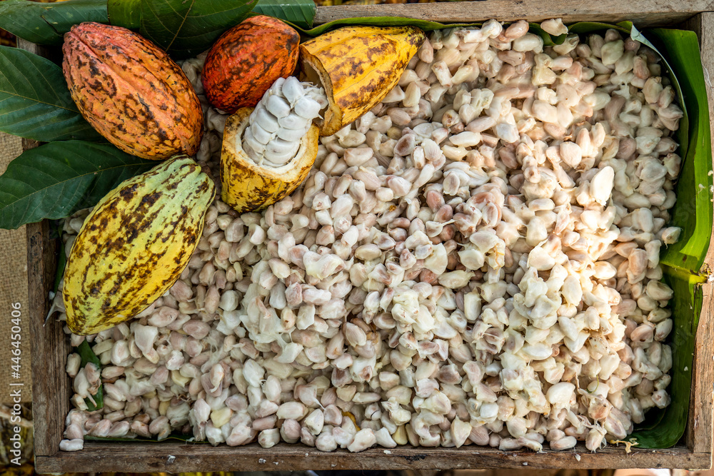 CCacao pods cocoa pods organic chocolate farm Thailand, Cacao Thailand ...