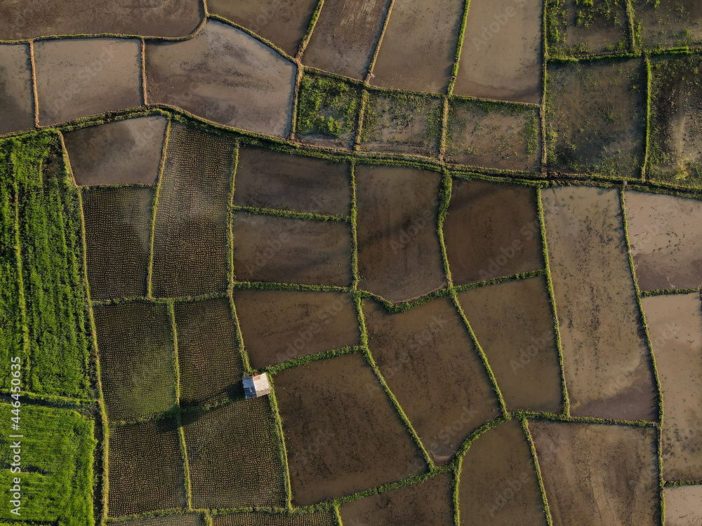 Top view of green terraced rice field with small hut upcountry of ...
