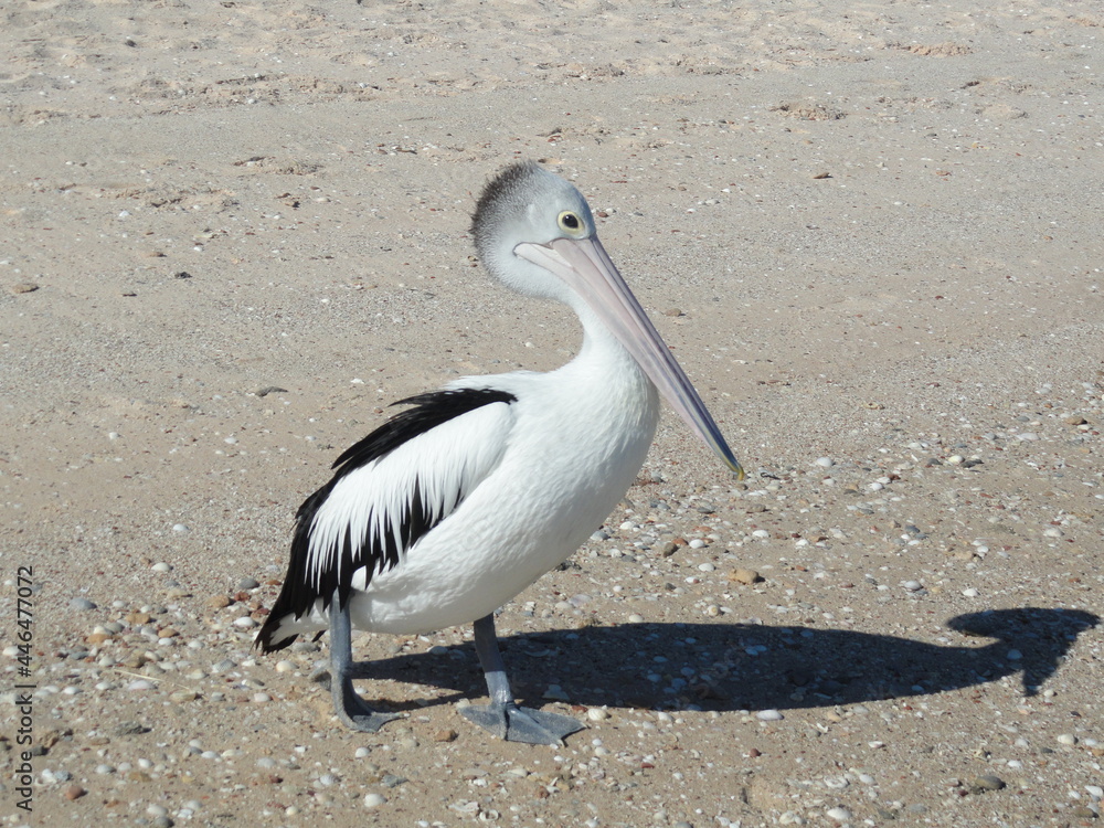 Pelican profile. Black and white feathers, yellow big eyes, rosy beak ...
