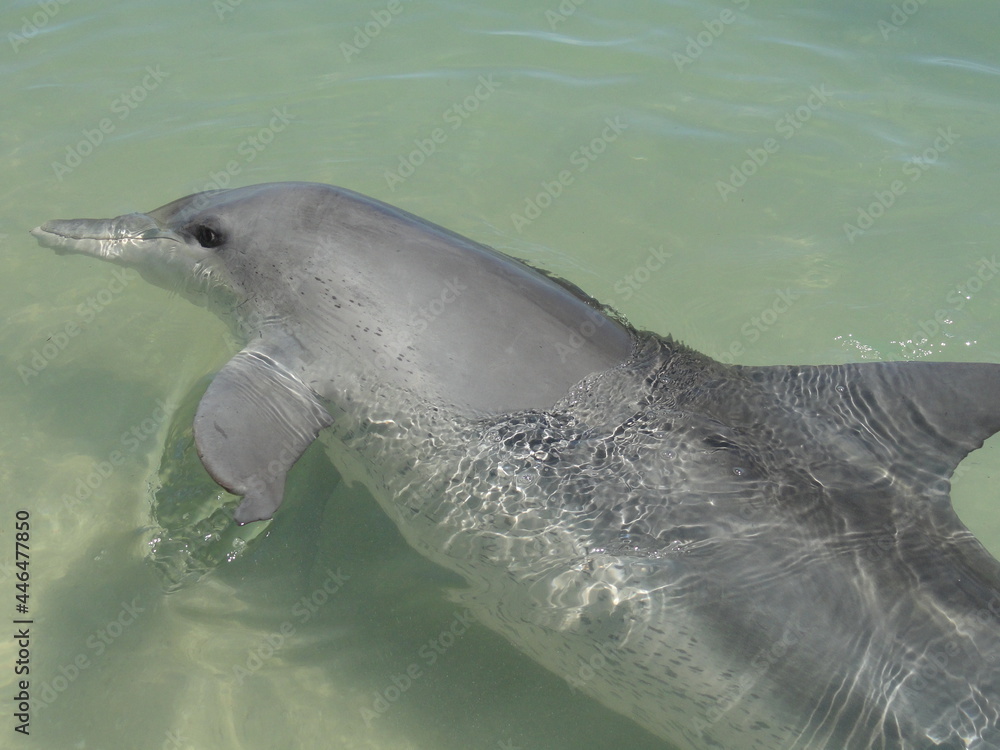 Close side view of a wild dolphin swimming in the turquoise green water ...