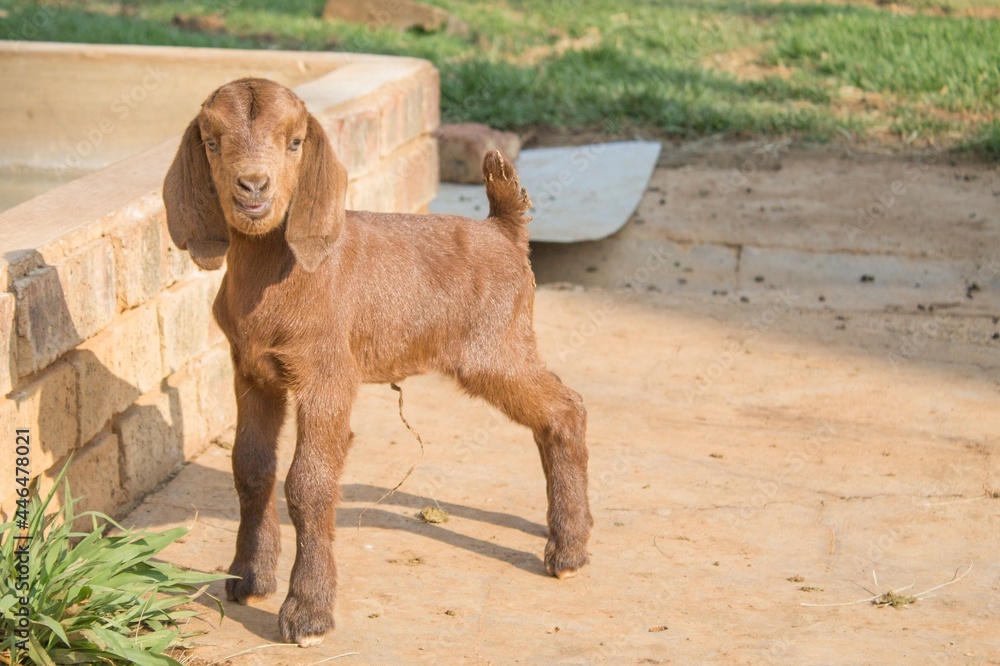 Baby goat (kid) Stock Photo | Adobe Stock