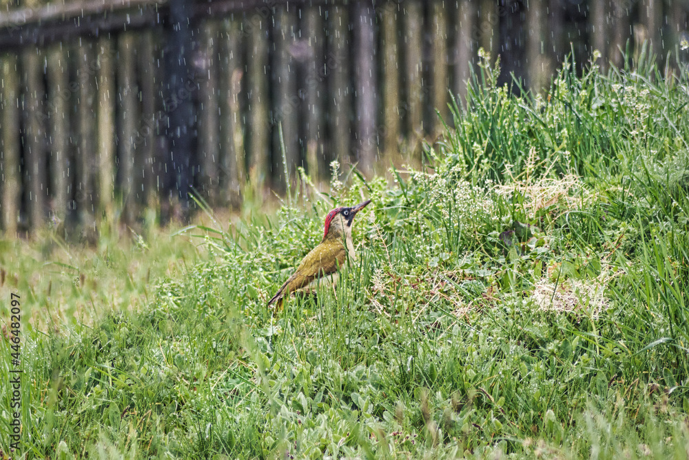 Grünspecht (Picus viridis), Erdspecht, Grasspecht auf grüner Wiese im ...