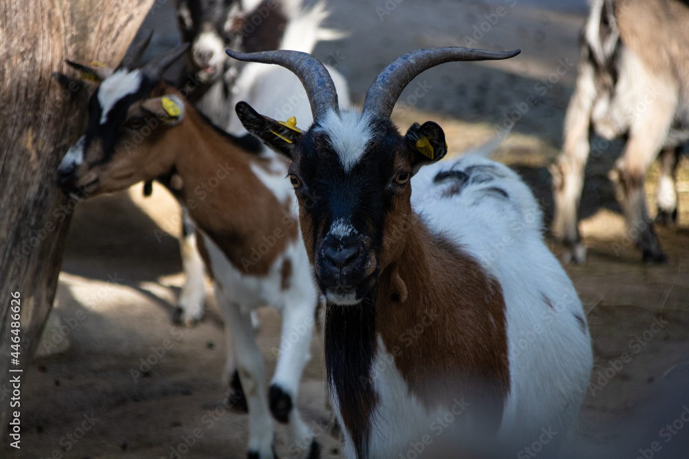 Ziege Stock Photo | Adobe Stock