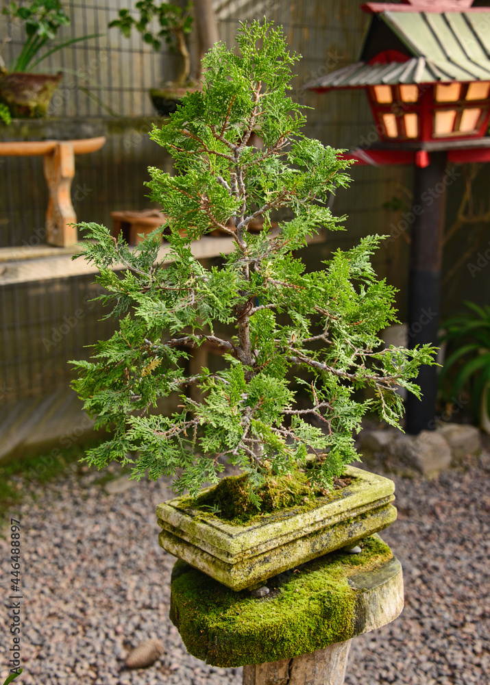 Bonsai tree in the Jardin de Corazon Japanese garden, La Serena, Chile ...
