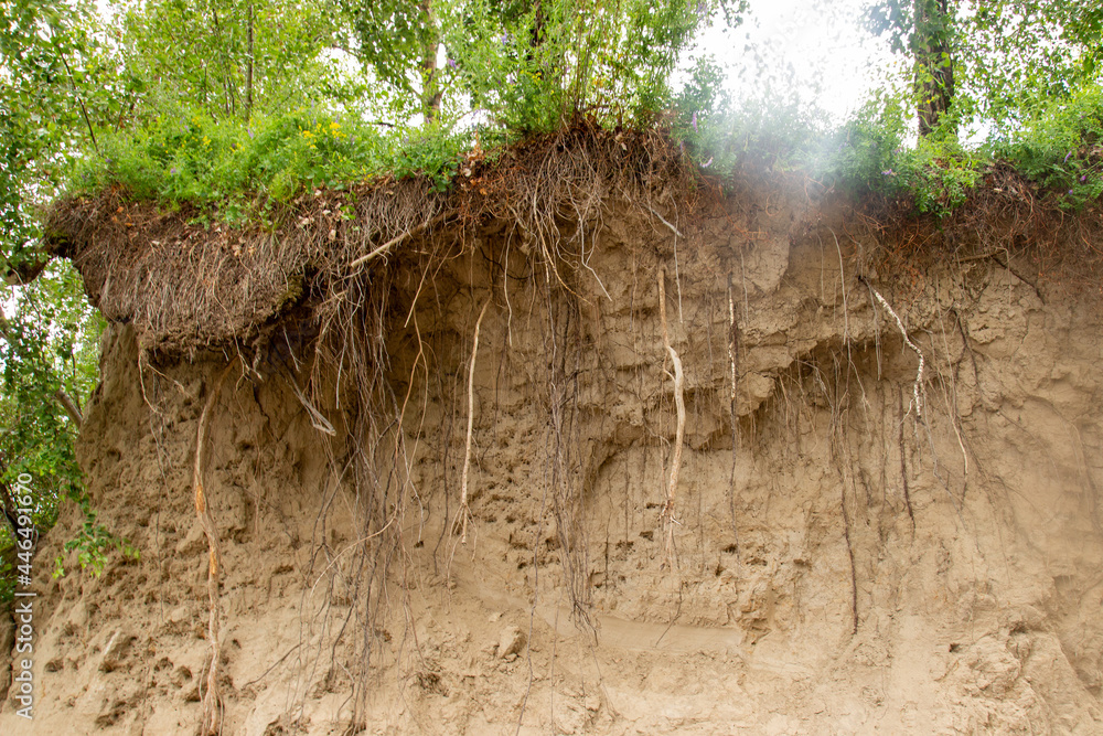 Trees grow on the edge of the cliff. Hanging tree roots exposed by ...