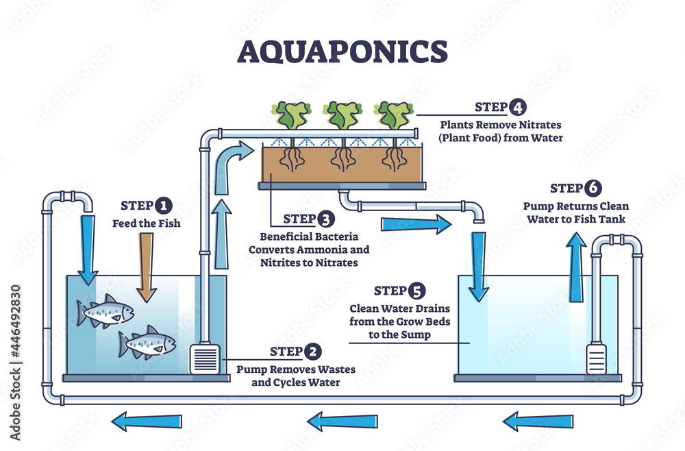 Aquaponics food production with hydroponics plants and fishes outline ...