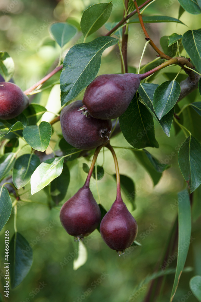 Red pears grow and spit on a tree in a beautiful fruit garden Stock ...