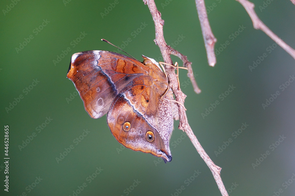 The Autumn Leaf Butterfly (Doleschallia bisaltide) is a nymphalid ...
