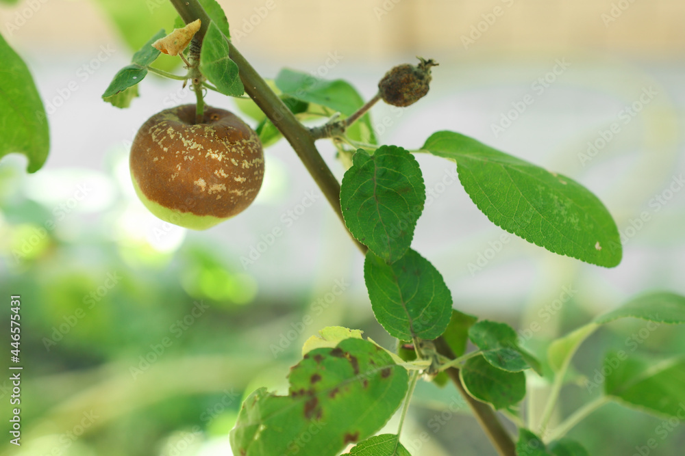 Rotten apple on a tree branch in the garden. A plant disease caused by ...
