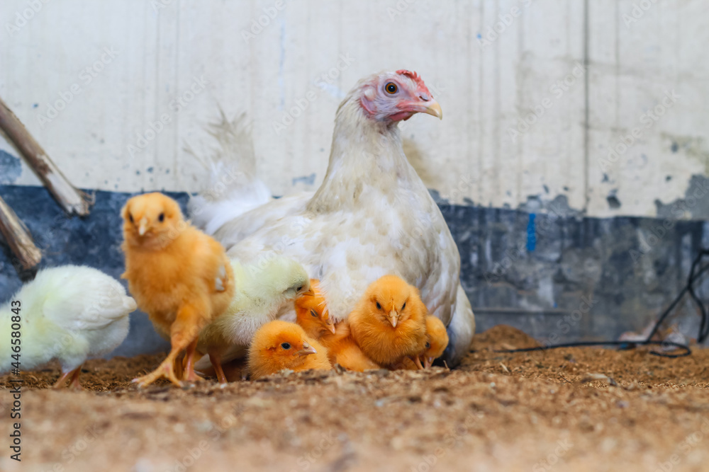 Mother hen with its baby chicken. Adorable baby chicks resting in the ...