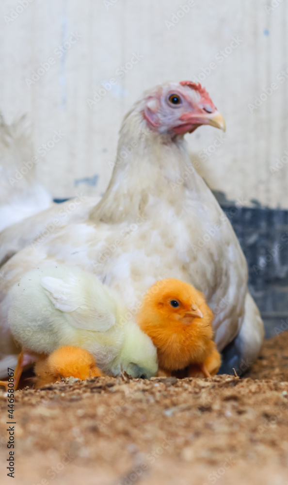 Mother hen with its baby chicken. Adorable baby chicks resting in the ...
