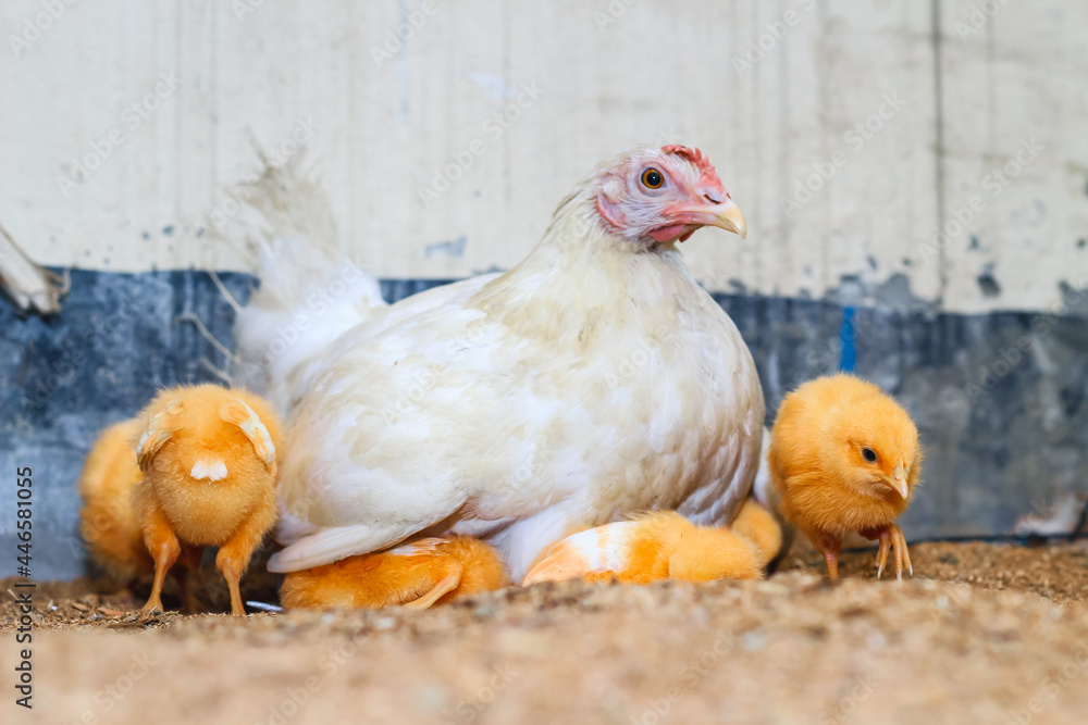 Mother hen with its baby chicken. Adorable baby chicks resting in the ...