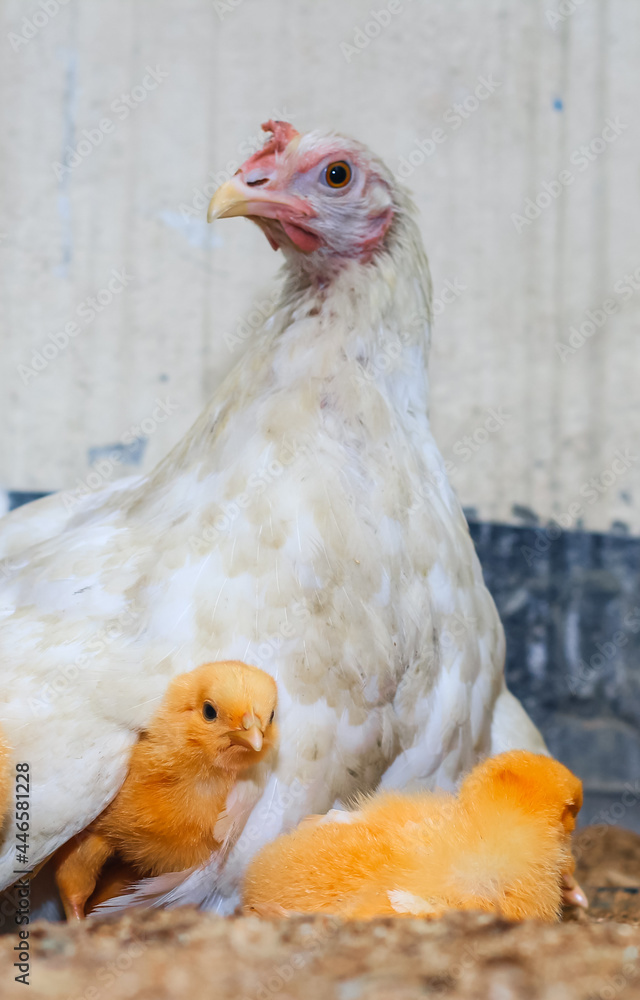 Mother hen with its baby chicken. Adorable baby chicks resting in the ...