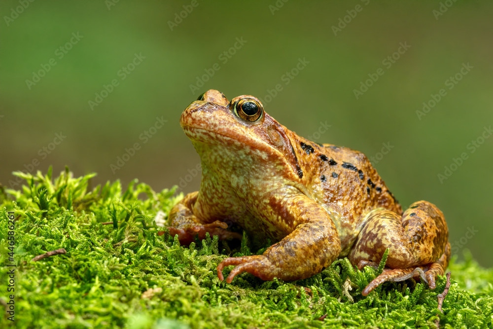 Common frog (Rana temporaria), also known as the European common frog ...