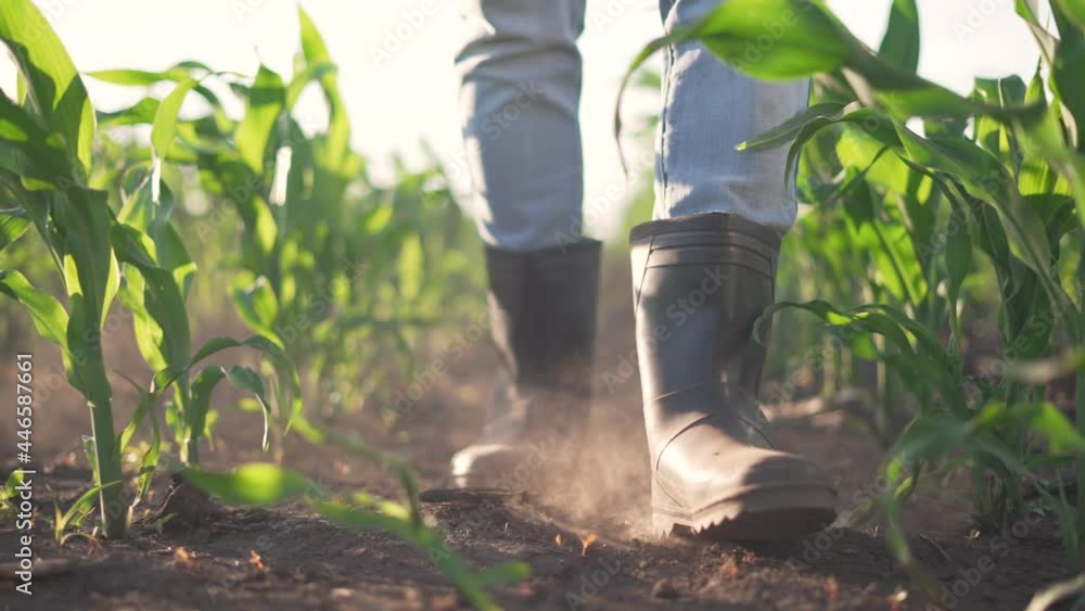 Agriculture. Farmer in rubber boots walk through corn field. Farmer ...