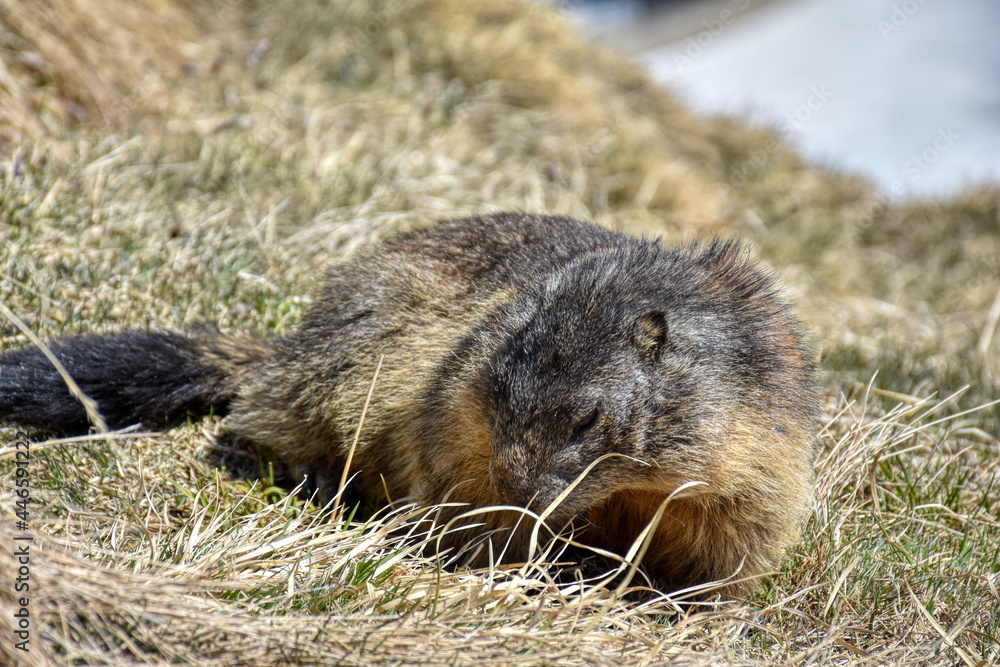 Stockfoto med beskrivningen Murmeltier, Murmeltiere, Mankei, Munggen ...
