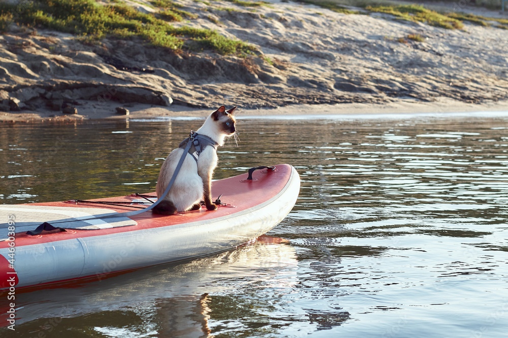 Mekong bobtail (siames) cat sitting on a stand up paddle board at the ...