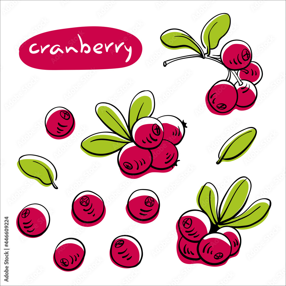 Cranberry. Colorful line sketch collection of fruits and berries ...