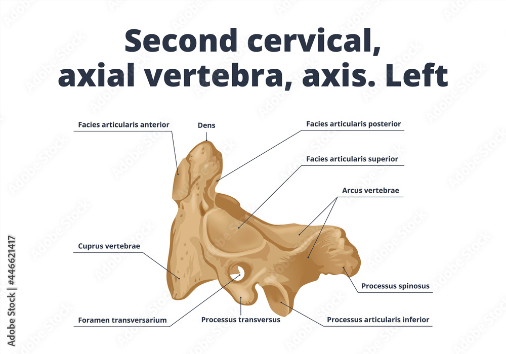 Second cervical, axial vertebra, axis. Left. Human anatomy atlas Stock ...