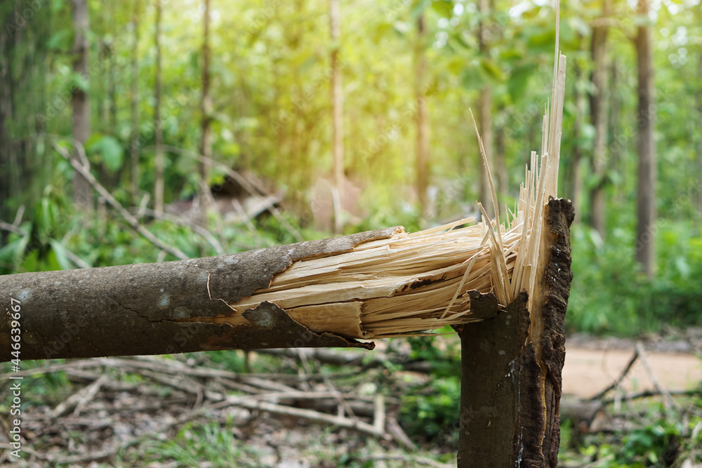 Concept : Natural disaster. Storm damage. Broken tree stem from heavy ...