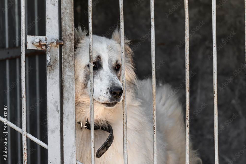 Sad Caged Dogs