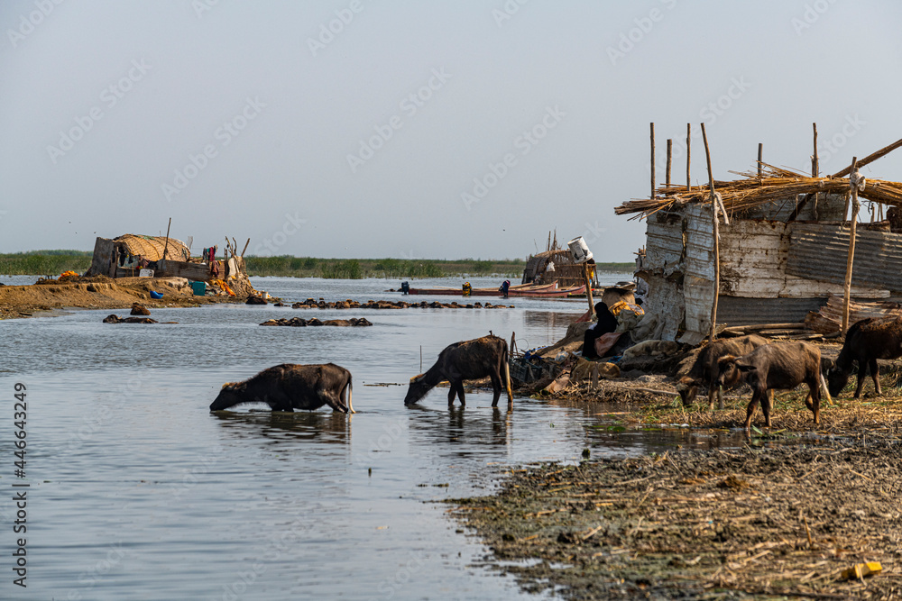 Reed house of Marsh Arabs, Mesopotamian Marshes, The Ahwar of Southern ...