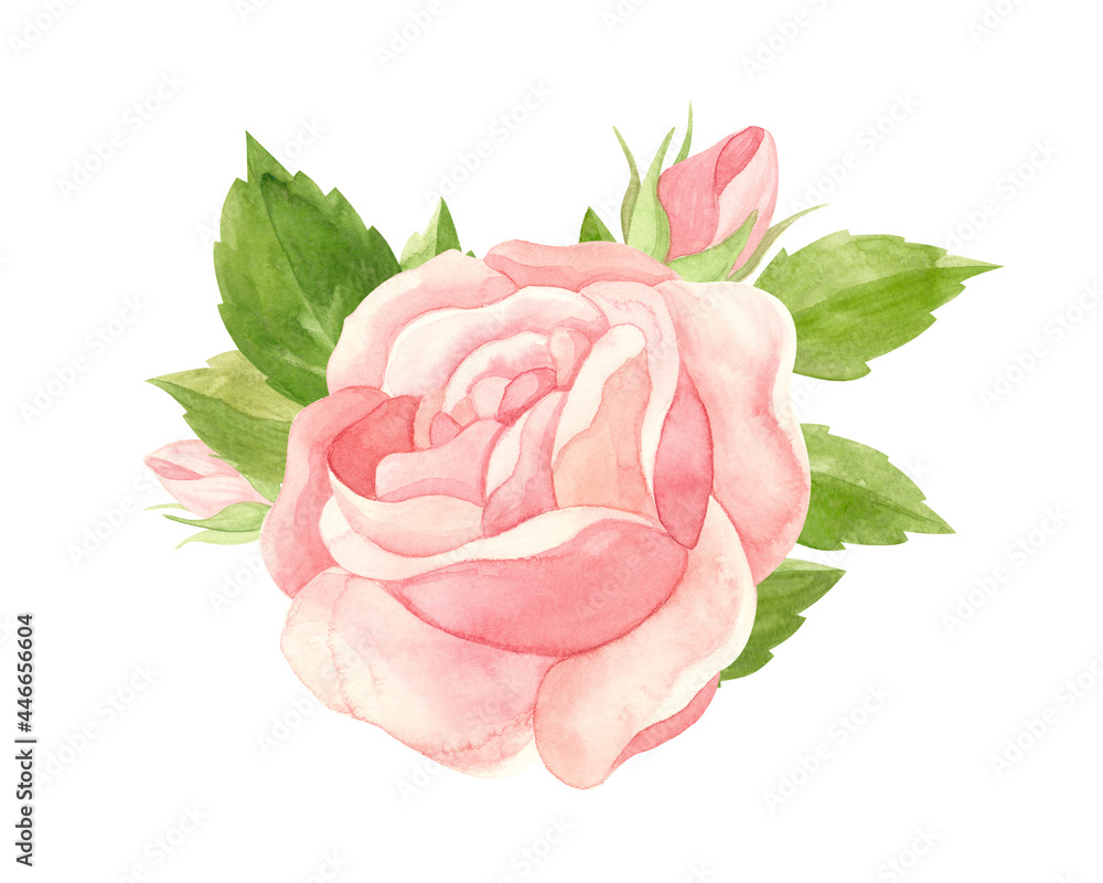 Watercolor pink rose. Floral watercolor clipart, vintage style Stock ...