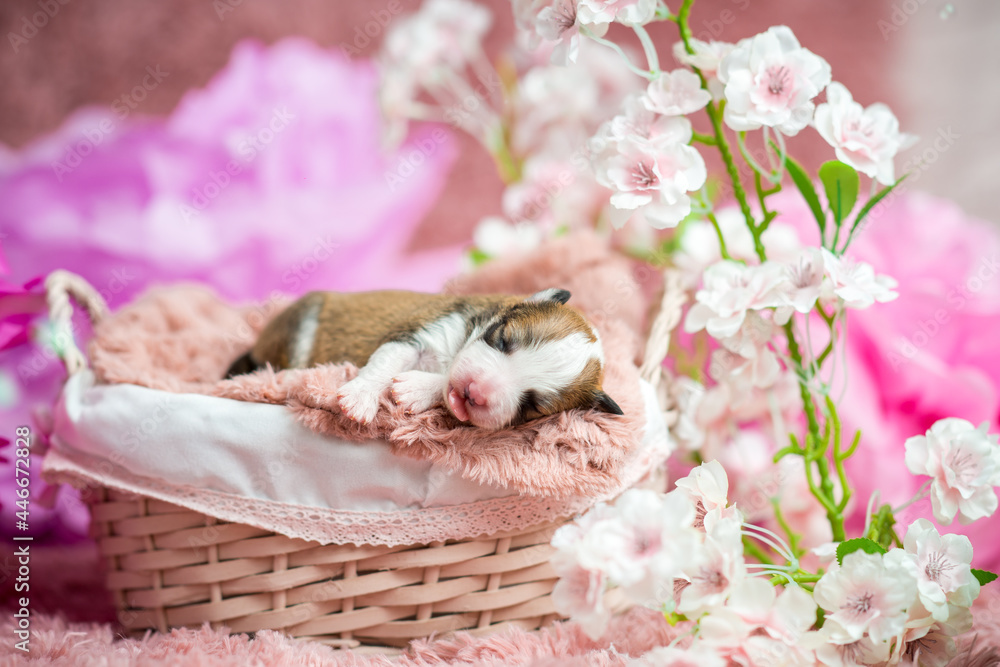 Szczeniak Border Collie na różowym kocyku w koszyku. Słodkie, urocze ...