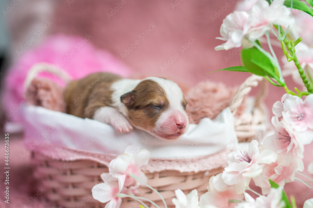 Szczeniak Border Collie na różowym kocyku w koszyku. Słodkie, urocze ...