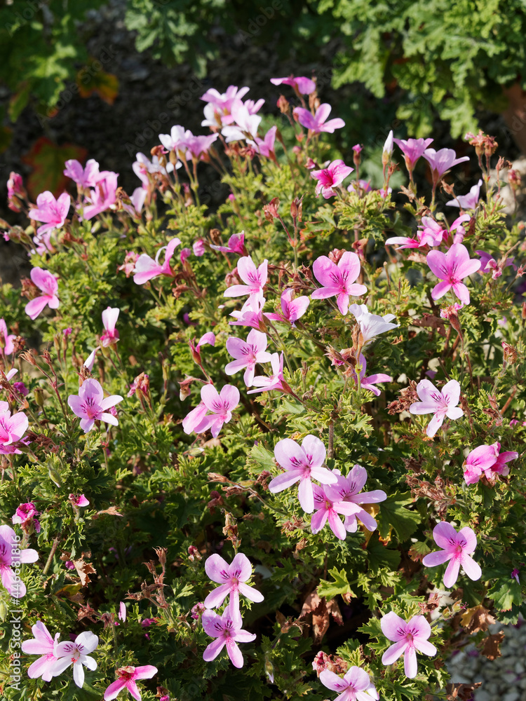 Pelargonium citrosum | Géranium citron ou odorant aux fleurs roses ...