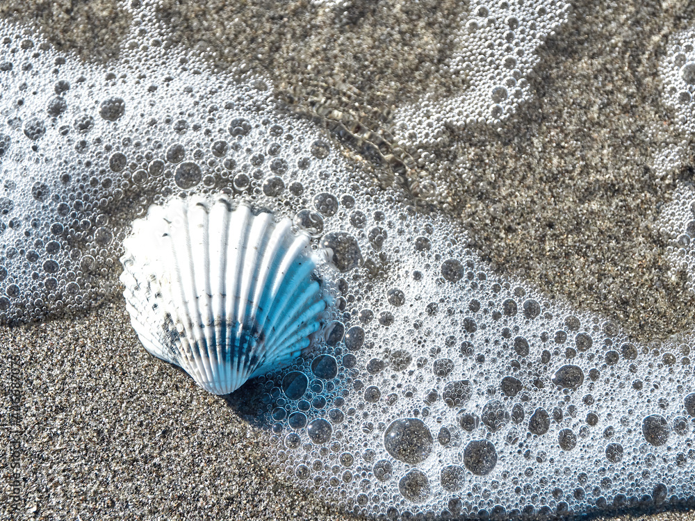 Sea background with white shell on clean sandy beach against wavesSea ...