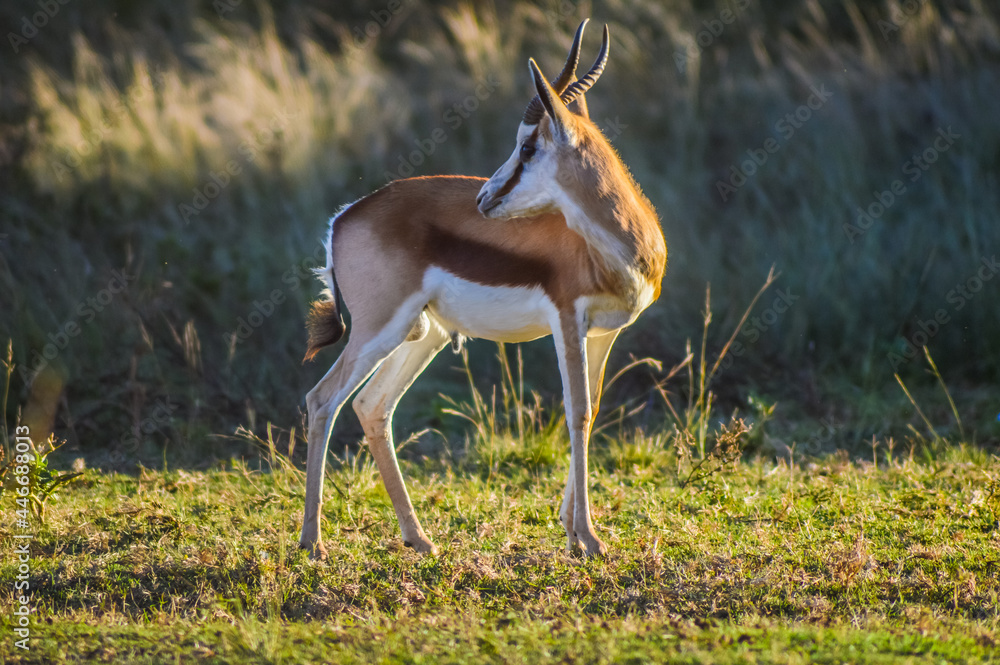 Beautiful Springbok , national animal of South Africa in a game reserve ...