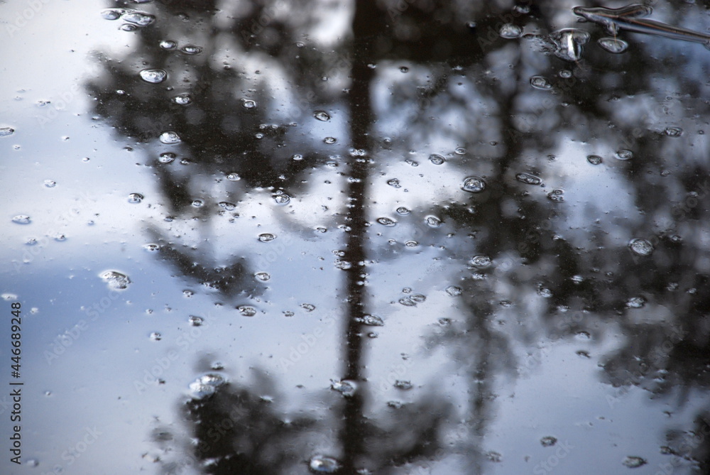 Tall pine trees reflect off the surface of the water. Summer evening ...