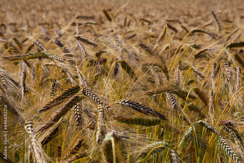 Emmer / Triticum dicoccum / emmer wheat / Urgetreide Stock Photo ...