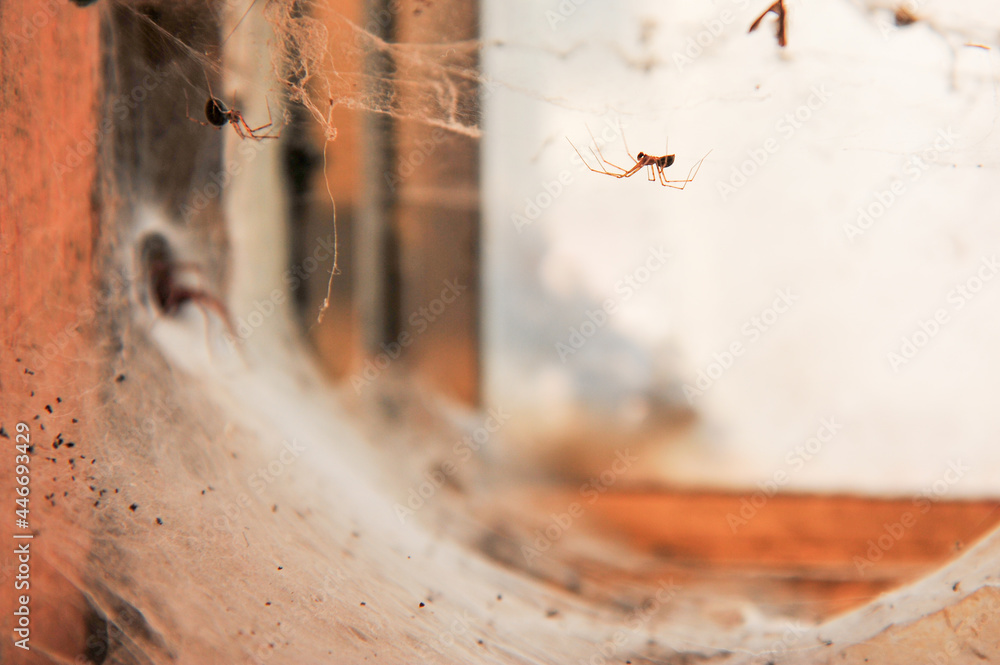 infestation of basement window with spiders as large house spider peers ...