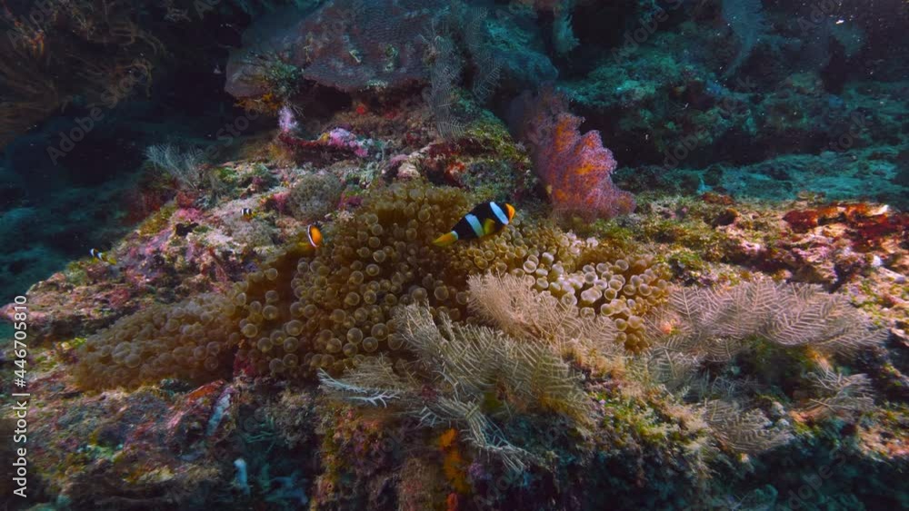 Clark's anemonefish is Amphiprioninae of Genus Amphiprion fish in ...