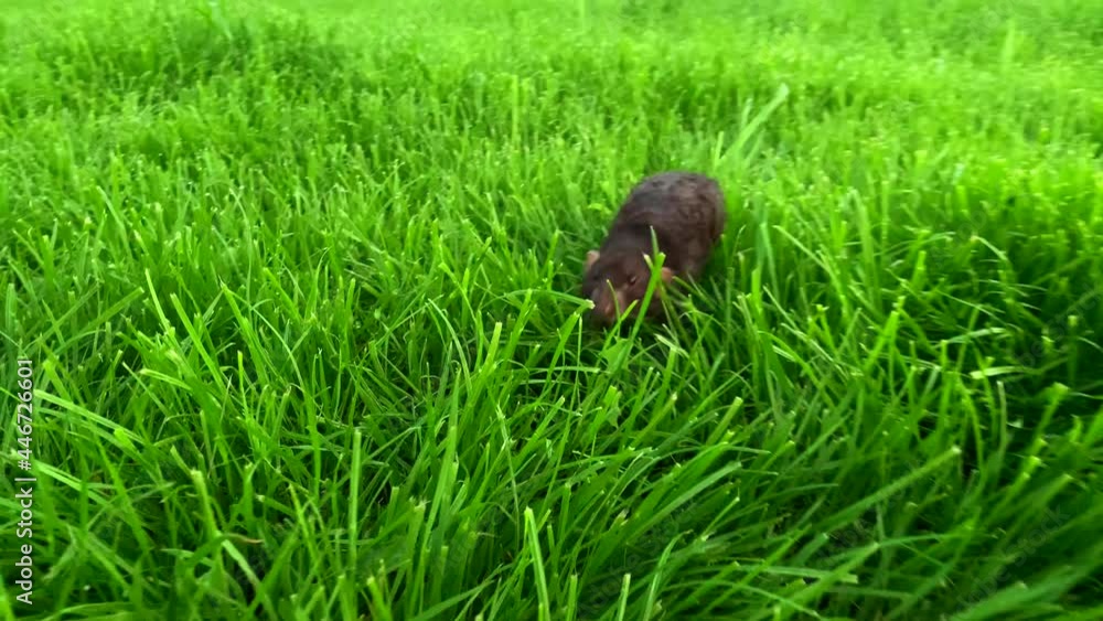decorative dumbo rat runs outside on lawn and grass. Pet in wild ...