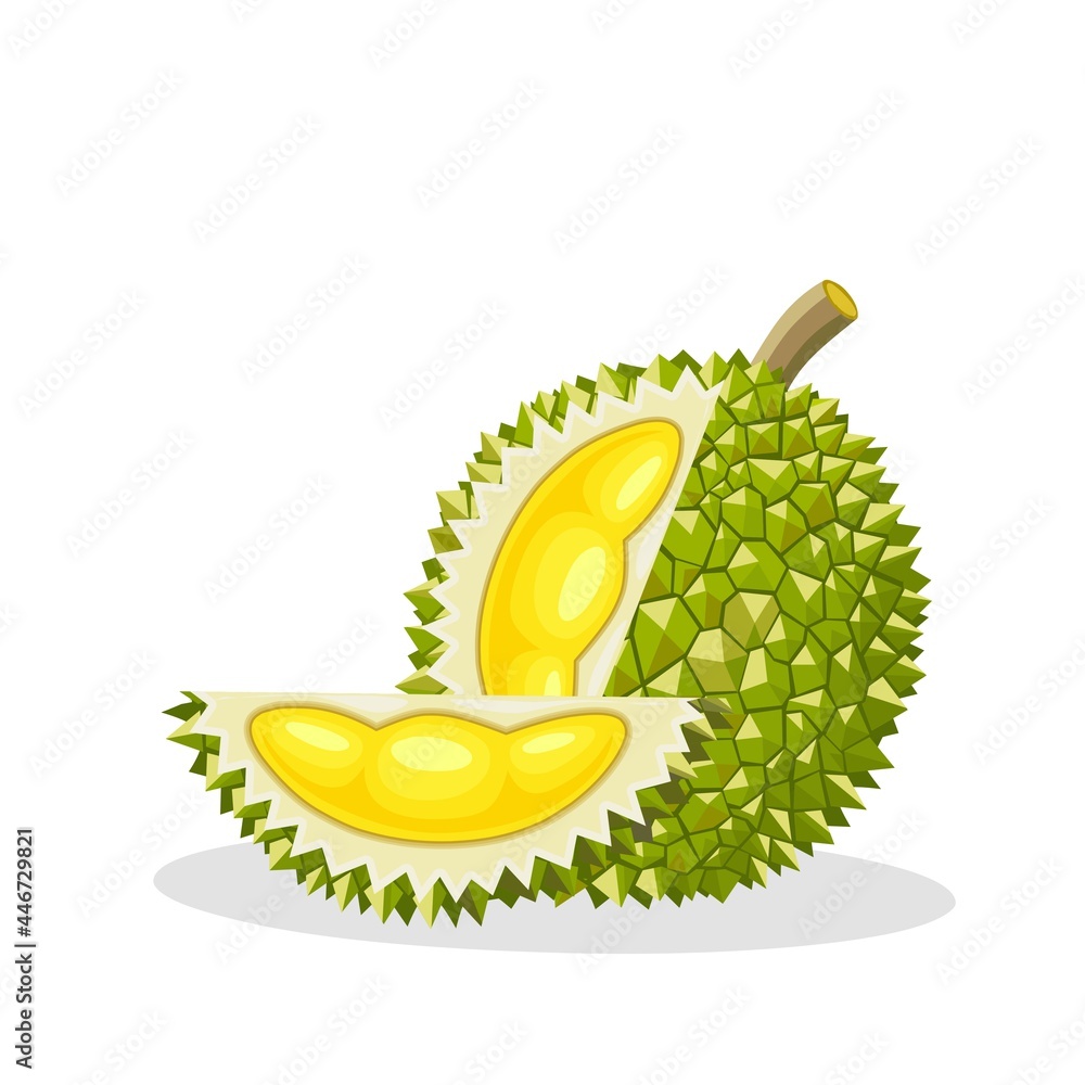 Vector illustration, durian fruit isolated on white background. Stock ...
