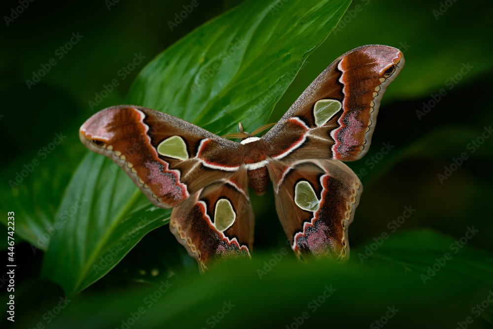 Rothschildia lebeau, moth butterfly from tropic mountain forest, night ...