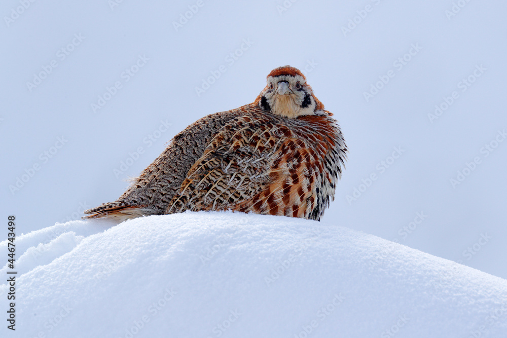 Foto de Tibetan Partridge, Perdix hodgsoniae, bird sitting in the snow ...