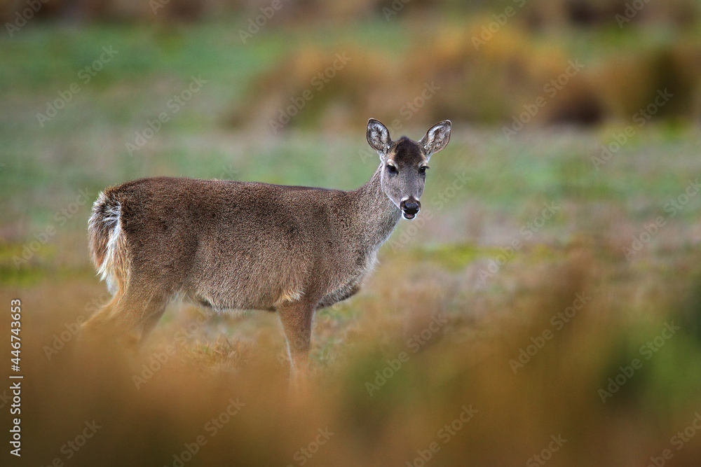 Deer from Antisana NP. White-tailed deer, Odocoileus virginianus ...